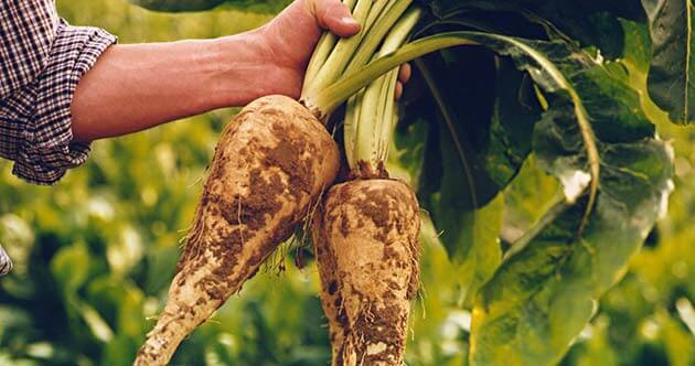BENEO aumentará la producción de raíz de achicoria - THE FOOD TECH ...