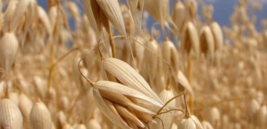 Crean empaque biodegradable con almidón de avena - THE FOOD TECH ...