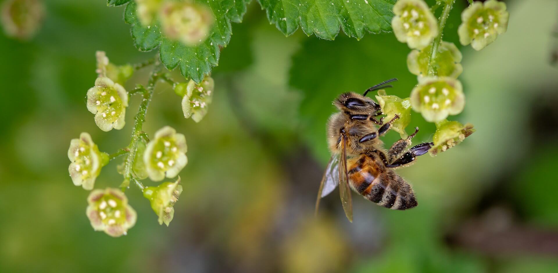 20 de mayo: Día Mundial de las Abejas