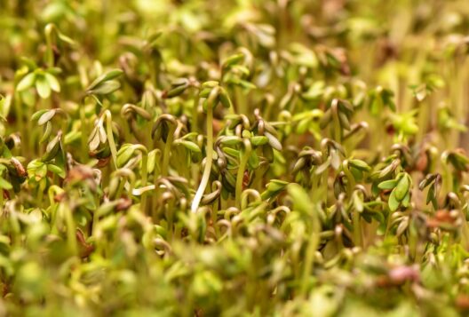 germinados - THE FOOD TECH - Medio de noticias líder en la Industria de ...