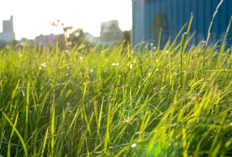 Estudian al pasto como hierba base de proteínas alternativas