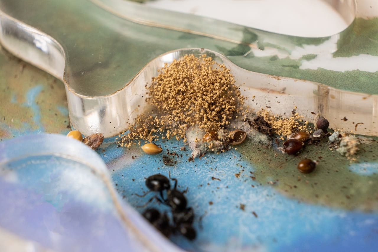 Control de plagas: crucial en la industria de alimentos y bebidas