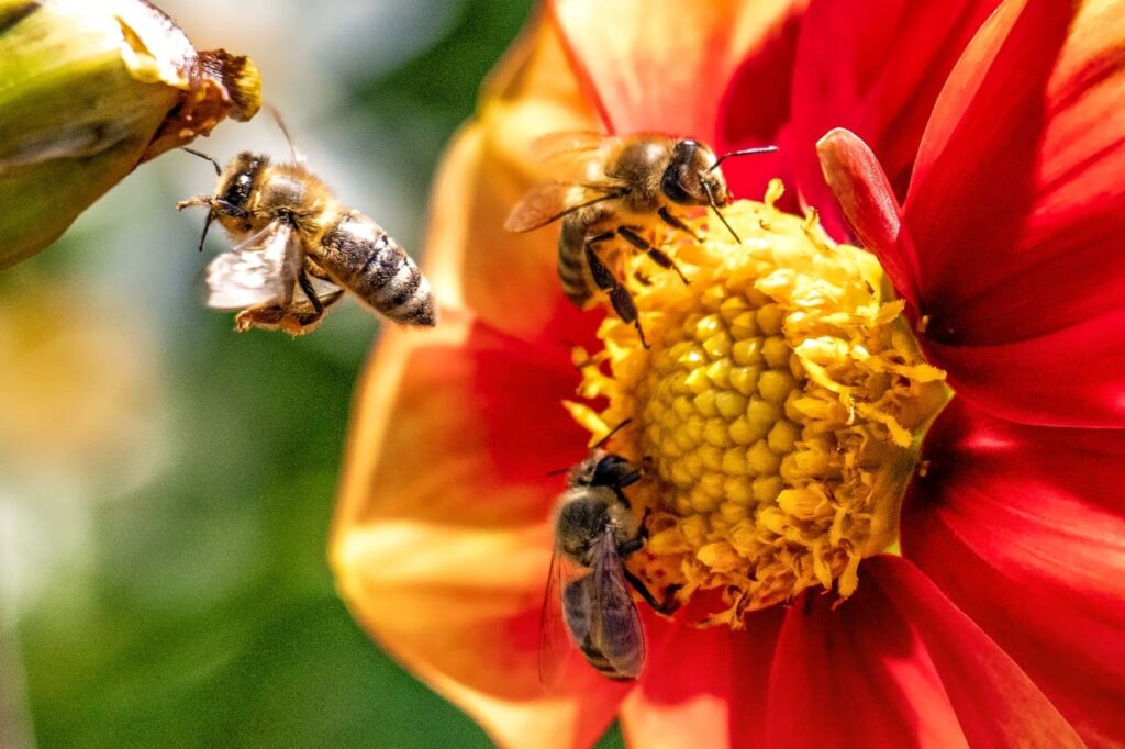 El Día Mundial de las Abejas se celebra cada 20 de mayo