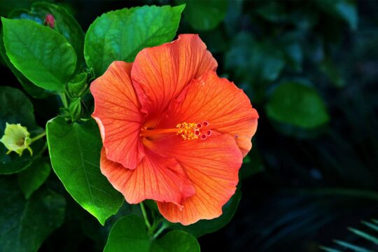 Conoce la flor que mejora la calidad del sueño