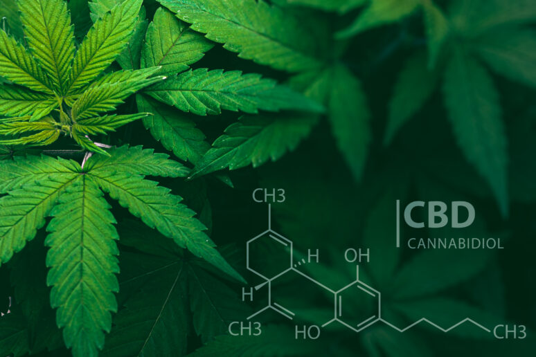 Cannabis: un mercado que evoluciona con la tecnología