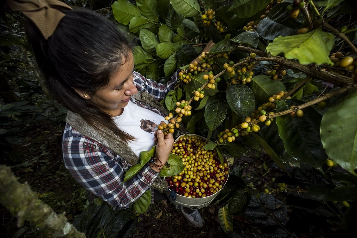El café y los efectos del cambio climático en su producción - The Food Tech